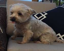 Georgia Yorkie Birthday, Real Name, Age, Weight, Height, Family, Facts ...