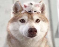 Heidi Foss Birthday, Real Name, Age, Weight, Height, Family, Facts ...