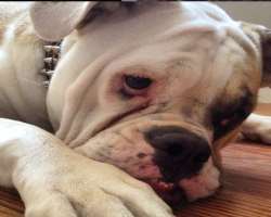 Josh Dutra Birthday, Real Name, Age, Weight, Height, Family, Facts ...