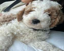 Josiah Martinez (TikTok Star) Birthday, Real Name, Age, Weight, Height ...