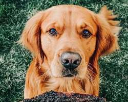 Logan Butler Birthday, Real Name, Age, Weight, Height, Family, Facts ...