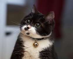 Rimanelli Mellal Birthday, Real Name, Age, Weight, Height, Family ...