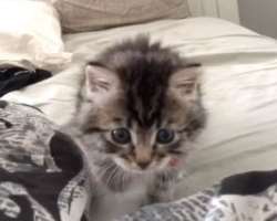 Siena Rodarte Birthday, Real Name, Age, Weight, Height, Family, Facts ...