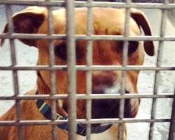 Tyler Scheid Birthday, Real Name, Age, Weight, Height, Family, Facts ...