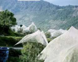 Virsa Riar Birthday, Real Name, Age, Weight, Height, Family, Facts ...